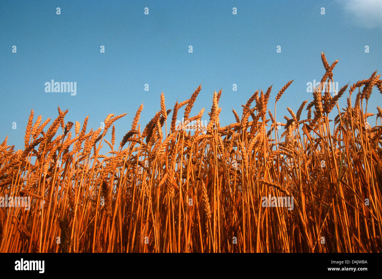 Close up grains wheat hi-res stock photography and images - Alamy