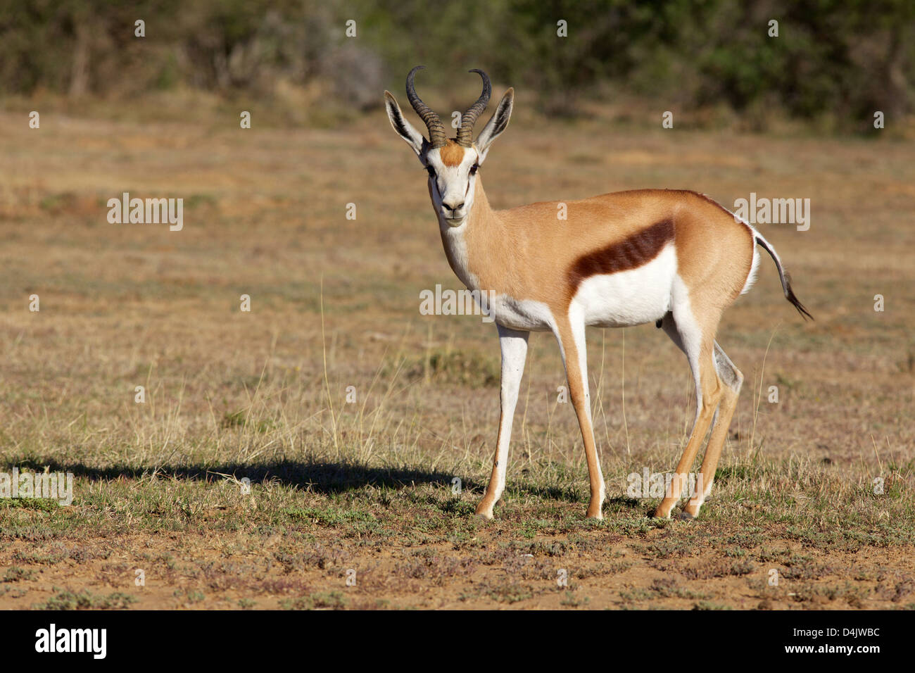 An springbok ram (Antidorcas marsupialis) in the Mountain Zebra ...