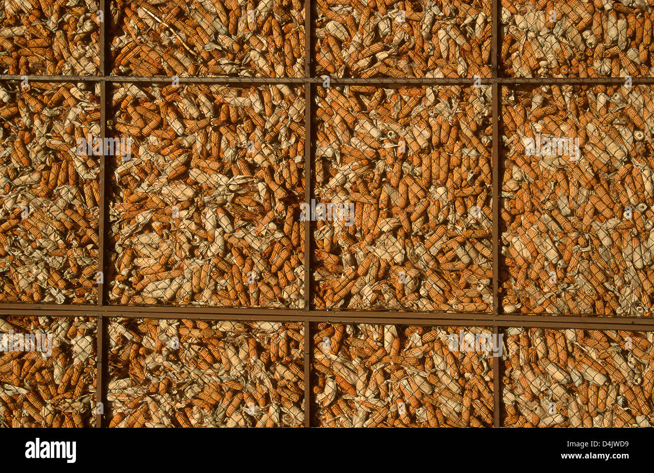 Forage Maize (Zea mays) in a silo, Auvergne, France, Europe Stock Photo ...