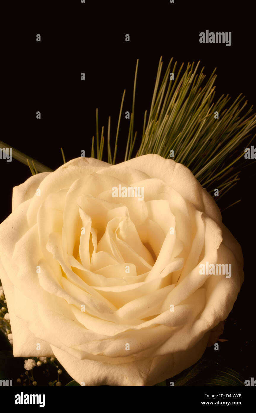 Beautiful white rose flower hi-res stock photography and images - Alamy