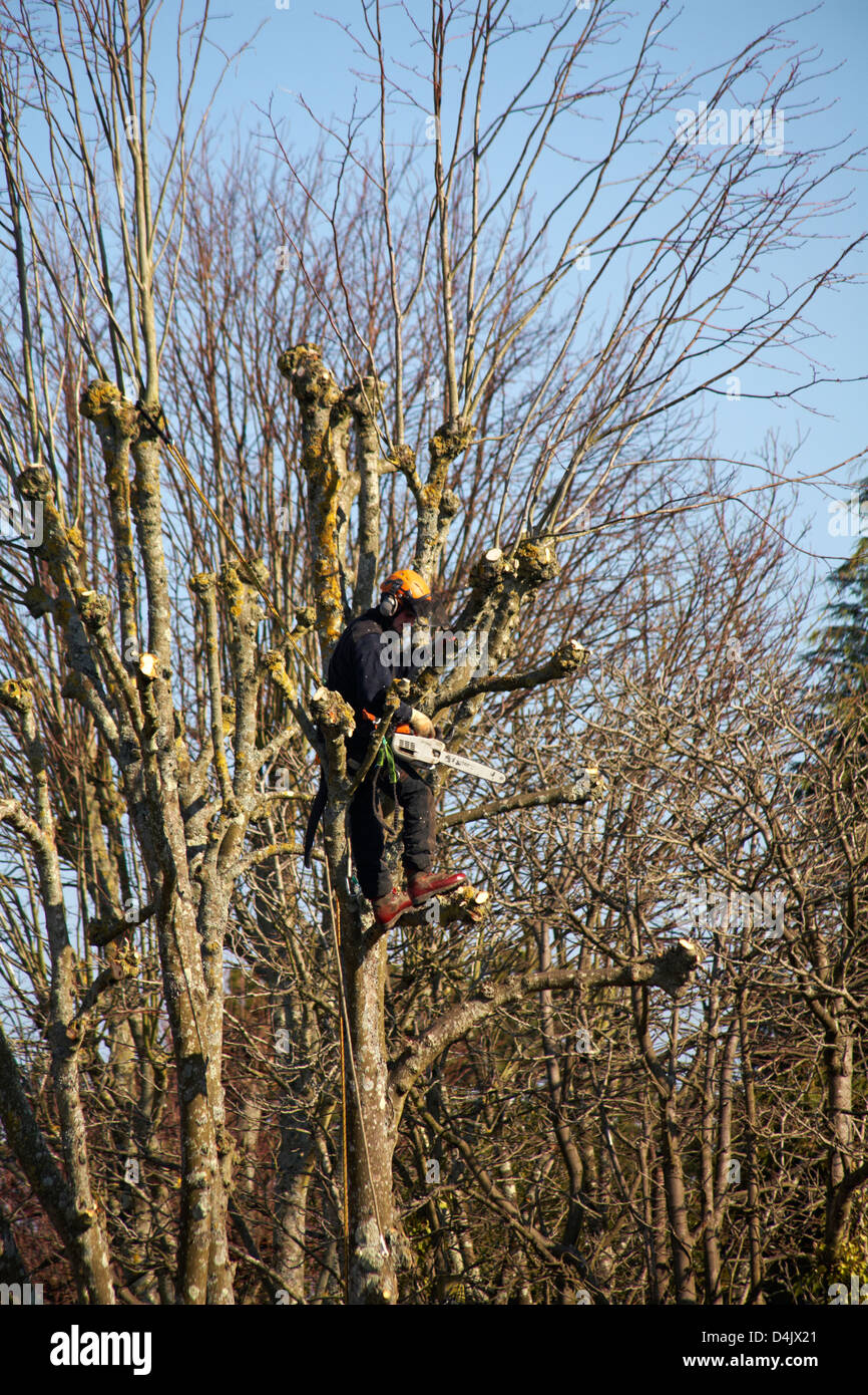 Chainsaw pruning hi-res stock photography and images - Alamy