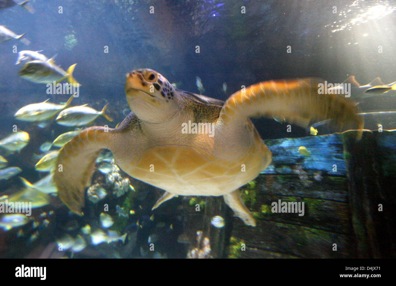 Sea turtle ?Speedy? swims in the tropical basin shortly after her ...