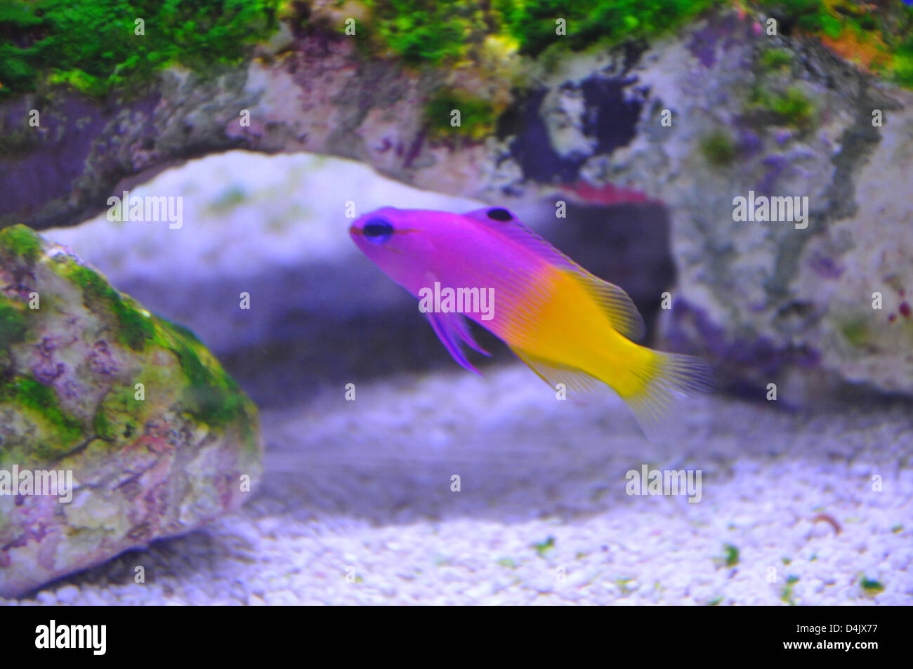 Sunshine chromis hi-res stock photography and images - Alamy