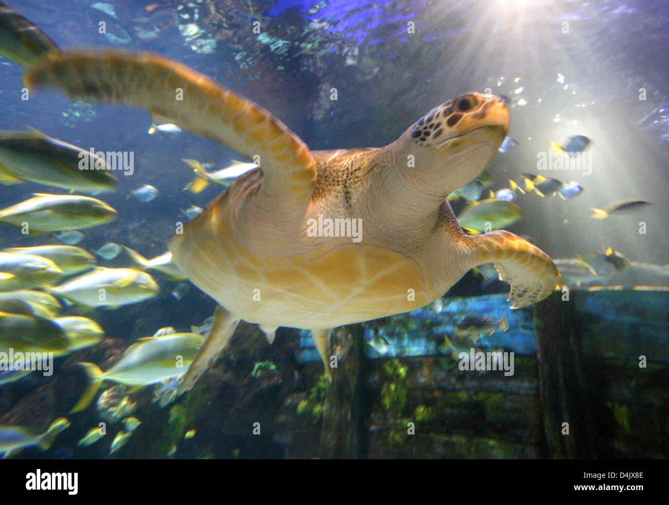 Sea turtle ?Speedy? swims in the tropical basin shortly after her ...