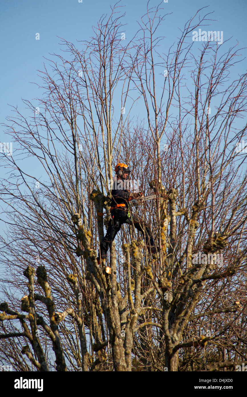 Man with chainsaw pruning tree at Bournemouth in March Stock Photo - Alamy