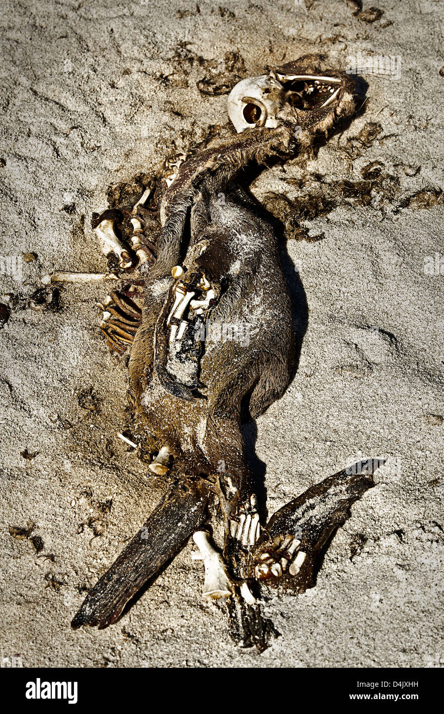 Dead seal lying in the sand on the beach Stock Photo - Alamy