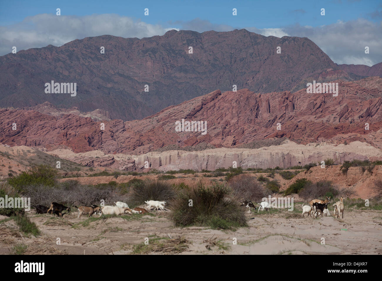 Goats walk through canyons and mountain scenery in the foothills of ...
