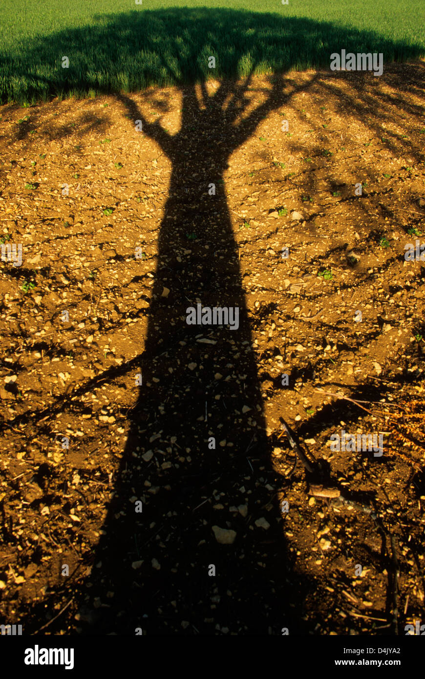 Shadow of a Tree Cast on the Ground During Sunset in a Rural Field ...