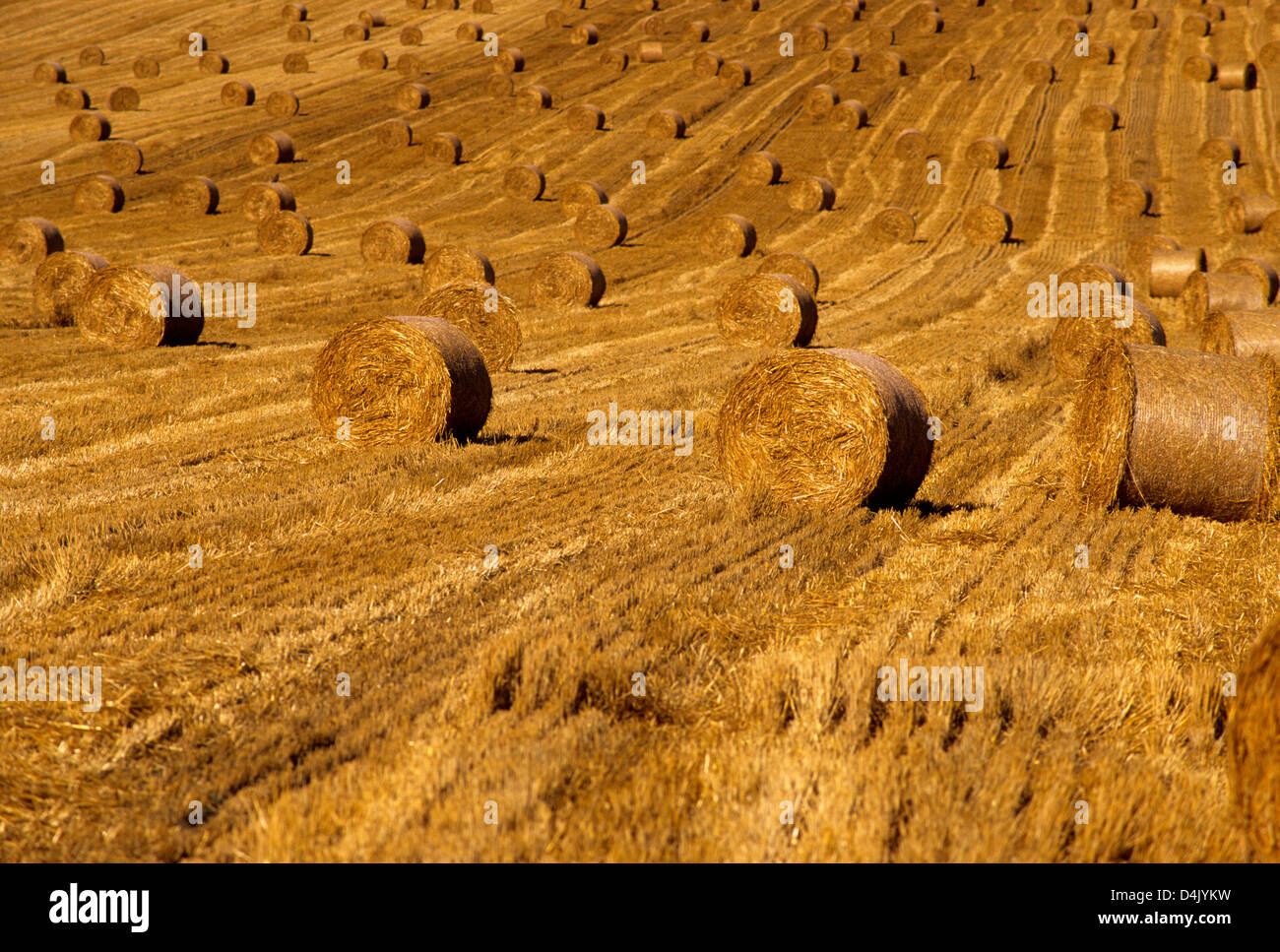 Hay bales in Auvergne, France Stock Photo - Alamy