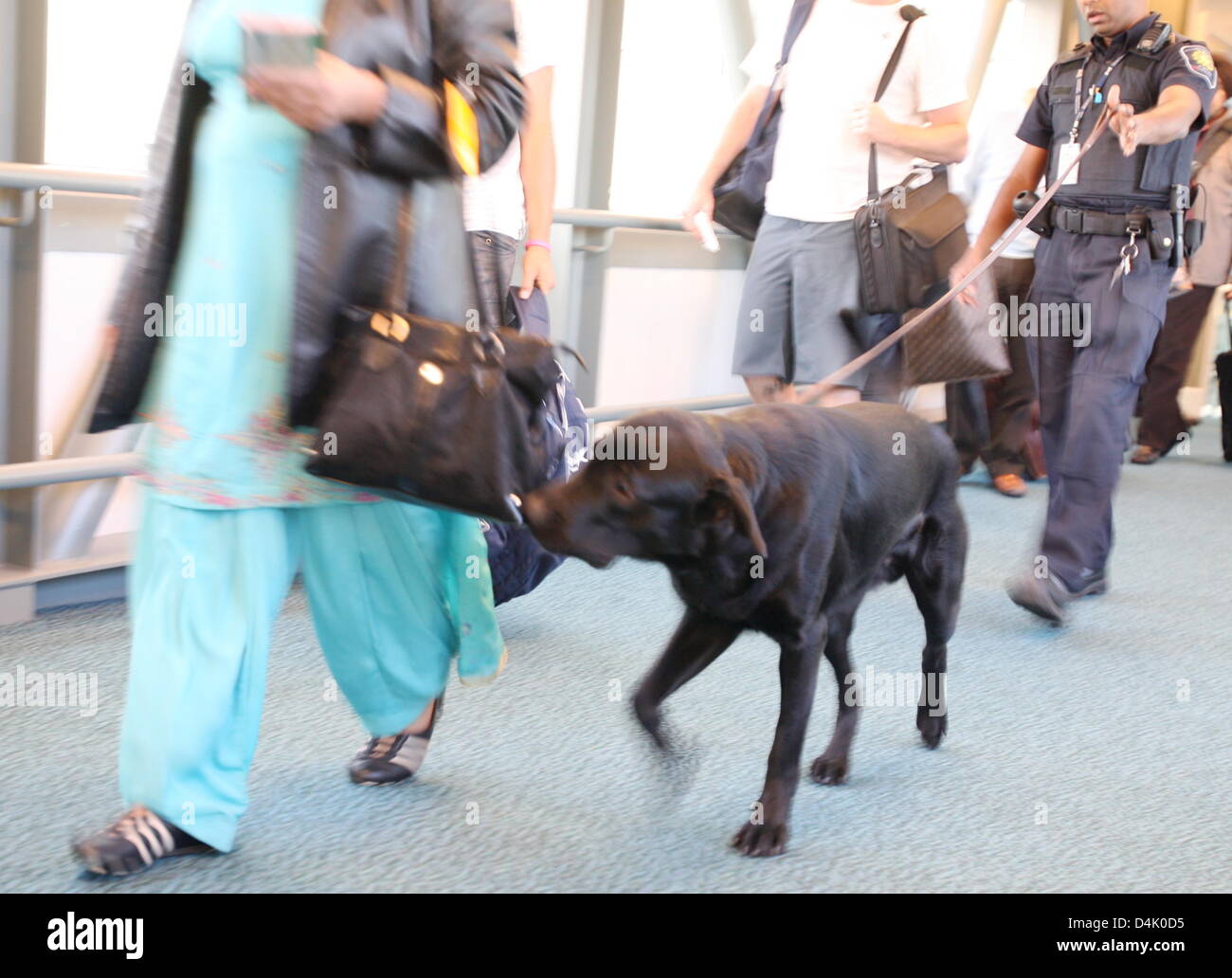 A dog handler of the police lets his dog sniff the handbag of a female ...