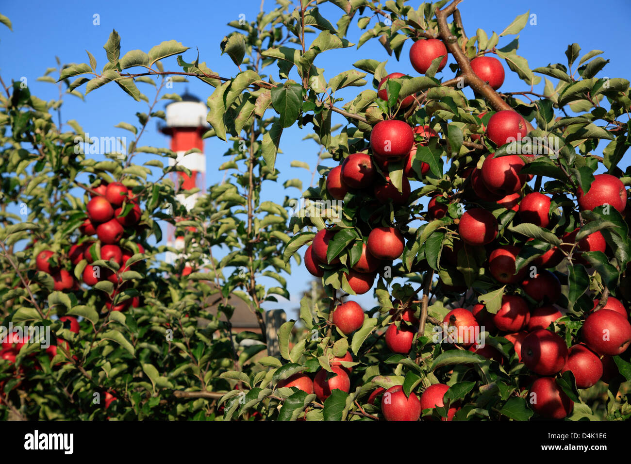 Altes Land, Gruenendeich, apple plantation near the old lighthouse at ...