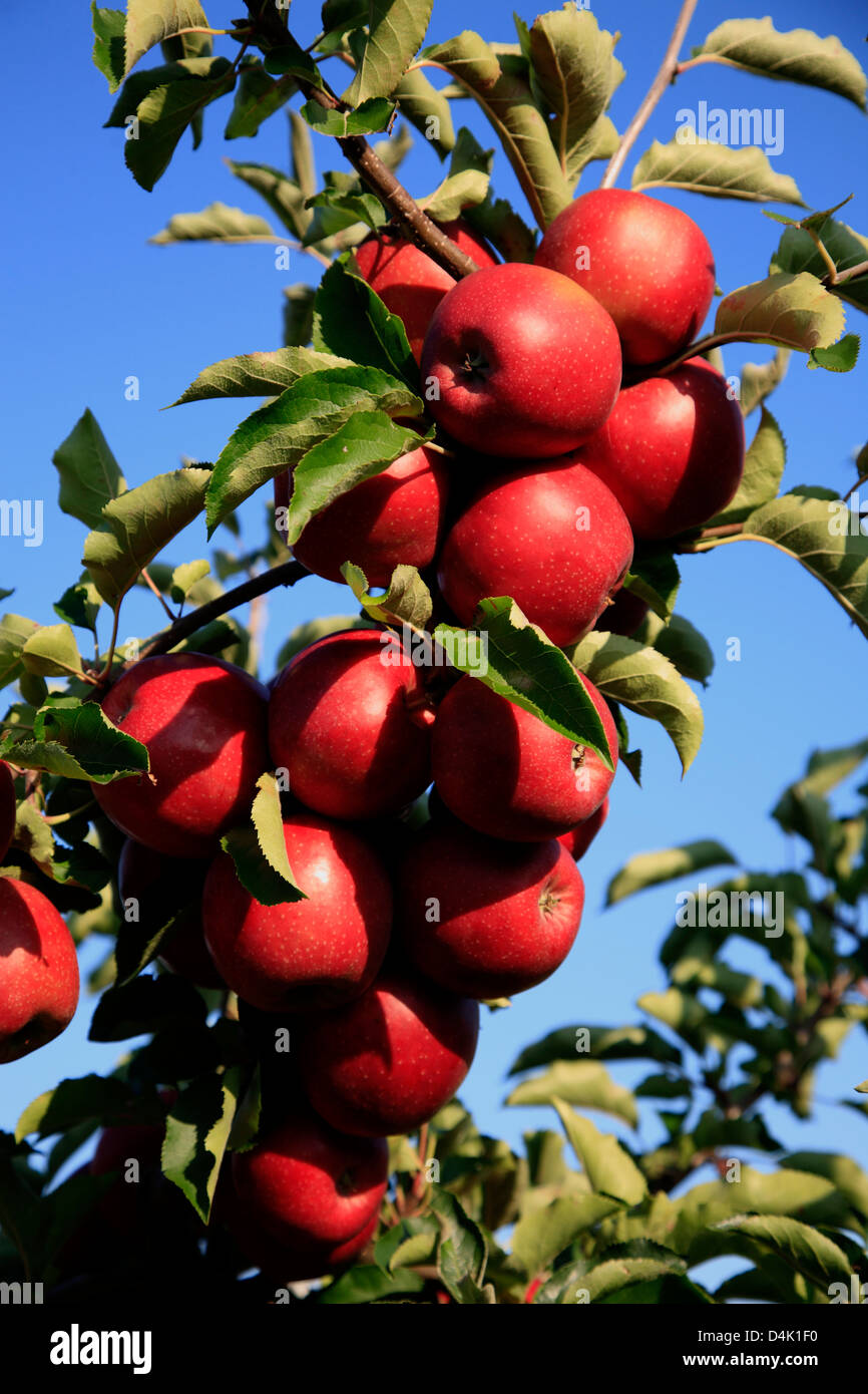 Altes land apfelernte hi-res stock photography and images - Alamy