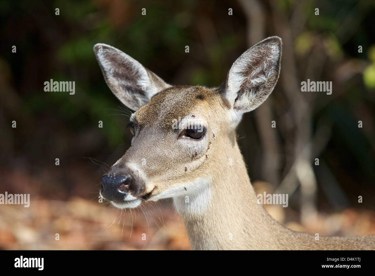 Key deer hi-res stock photography and images - Alamy