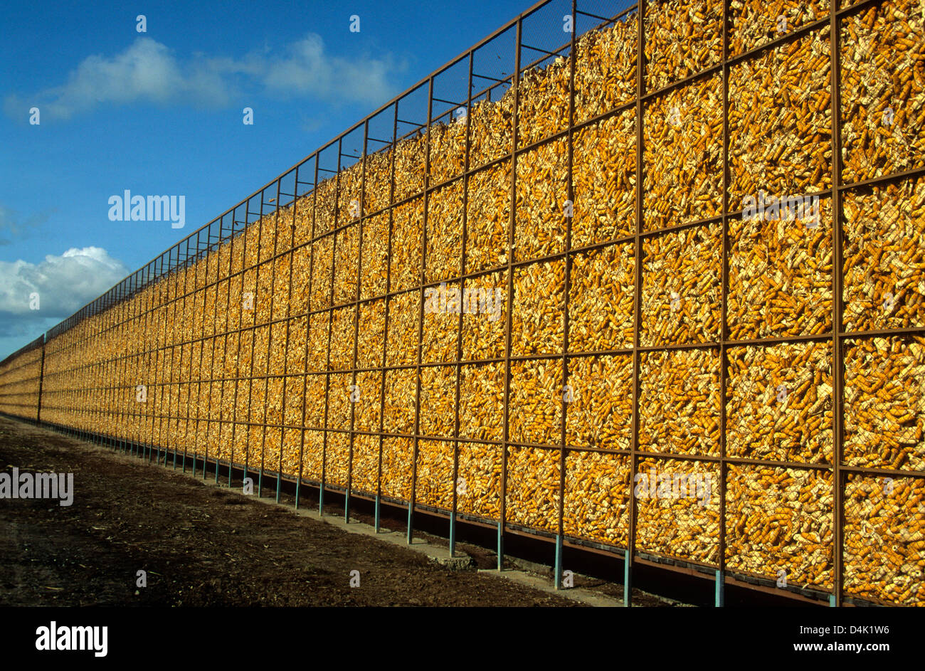 Corn Storage Structure in Agricultural Field Under Clear Blue Sky Stock ...