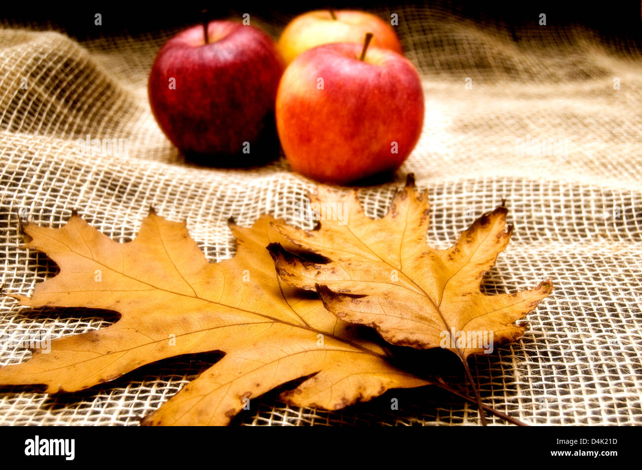 Acorn and leaves hi-res stock photography and images - Alamy