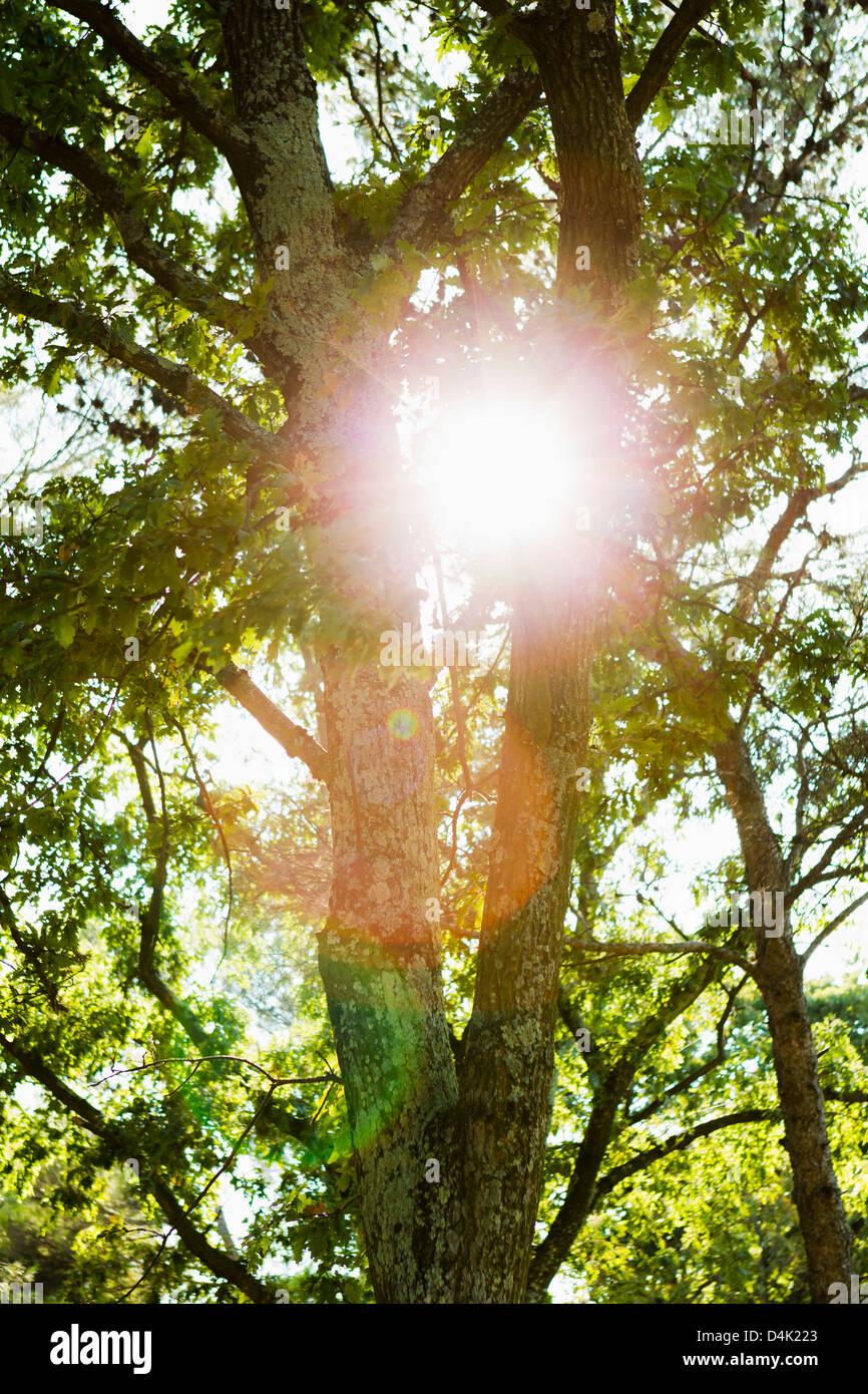 Sun shining through trees Stock Photo - Alamy