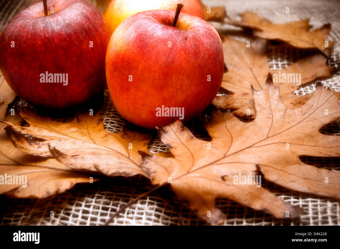 apples and acorn leaves, autumn concept Stock Photo - Alamy