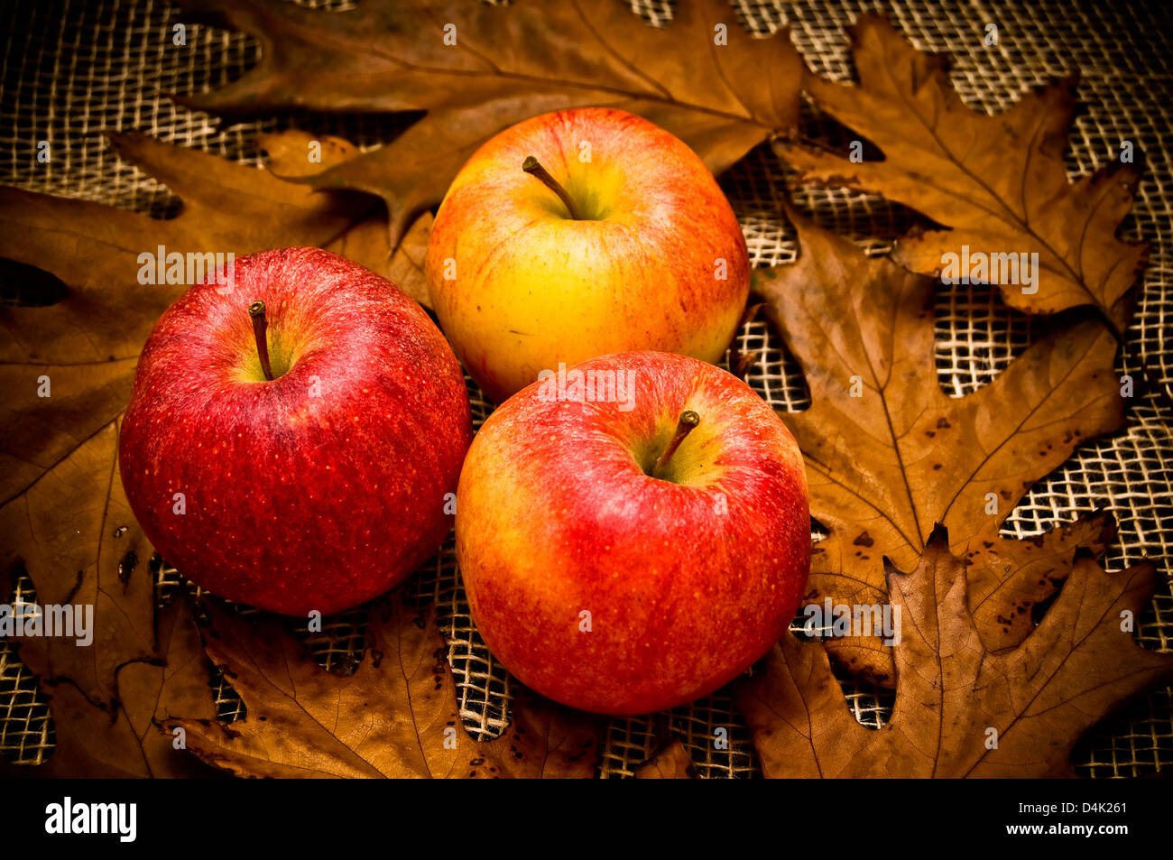 three apples and acorn leaves, autumn concept Stock Photo - Alamy