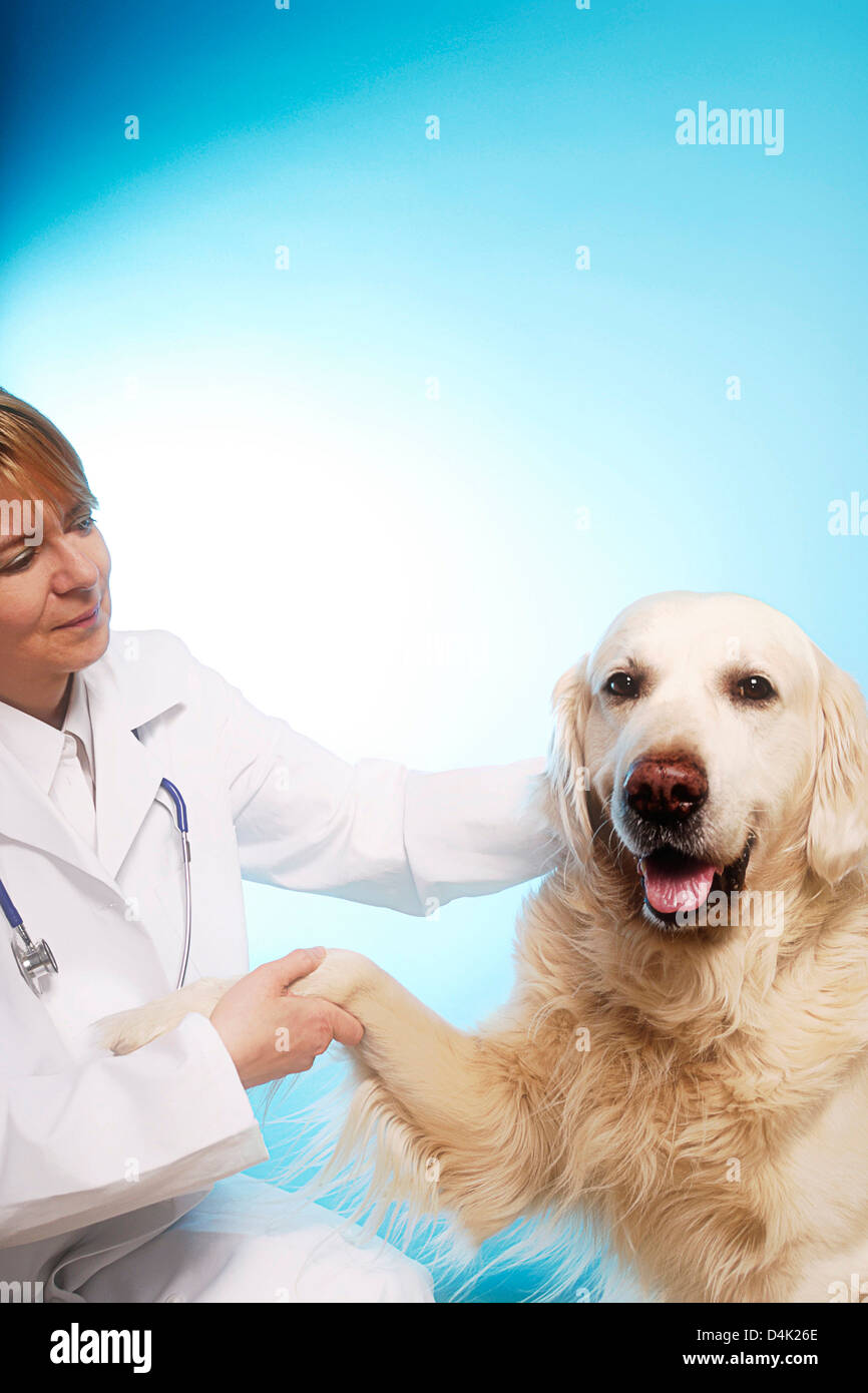 vet and dog Stock Photo - Alamy