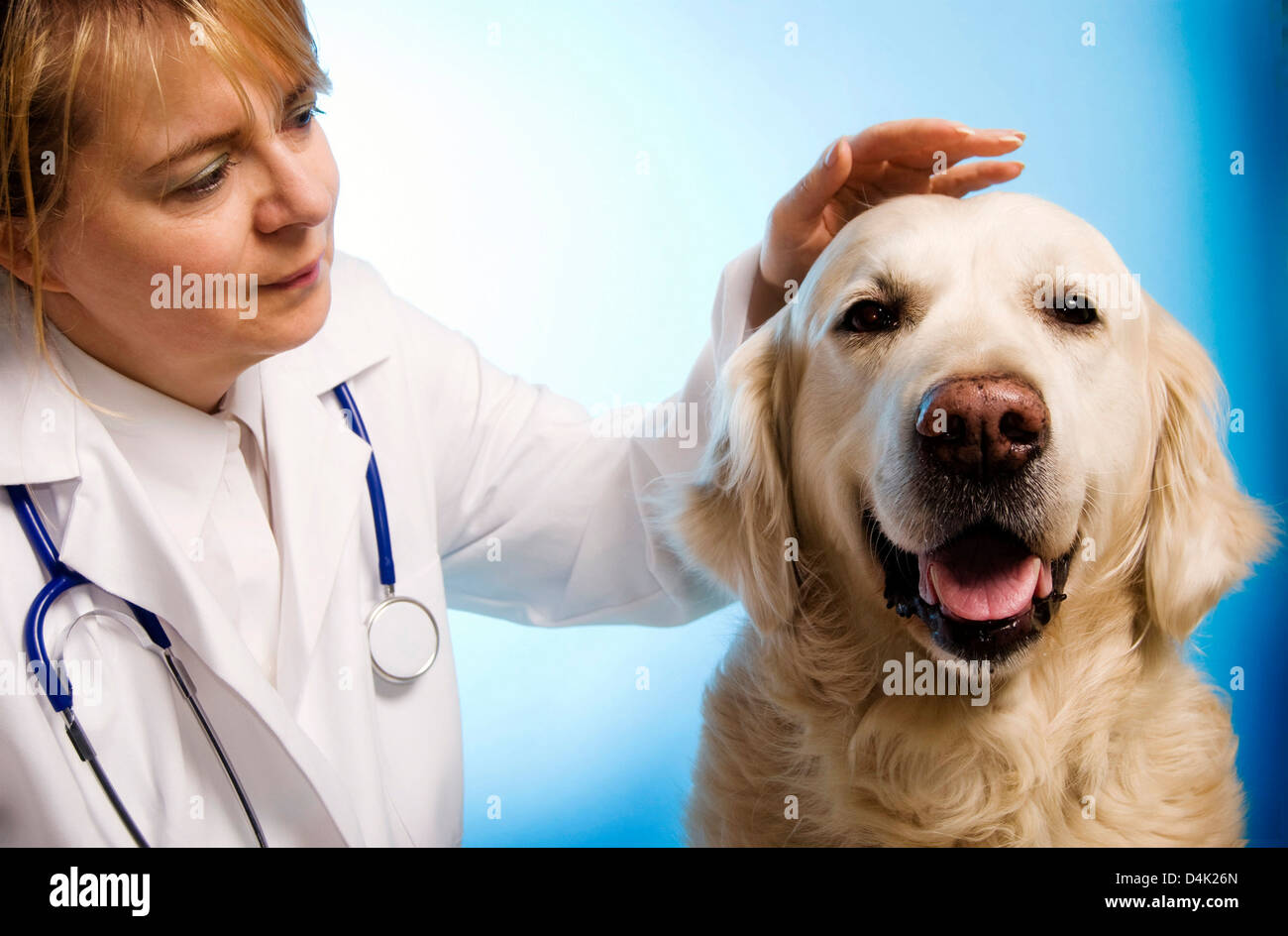 vet and dog Stock Photo - Alamy