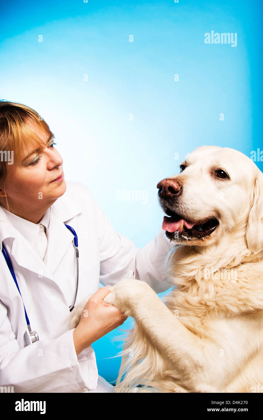 vet and dog Stock Photo - Alamy