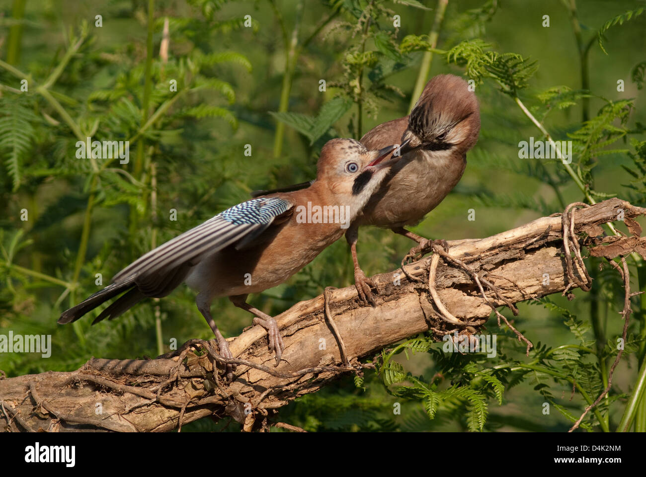 Adult European Jay feeding its begging youngster Stock Photo - Alamy