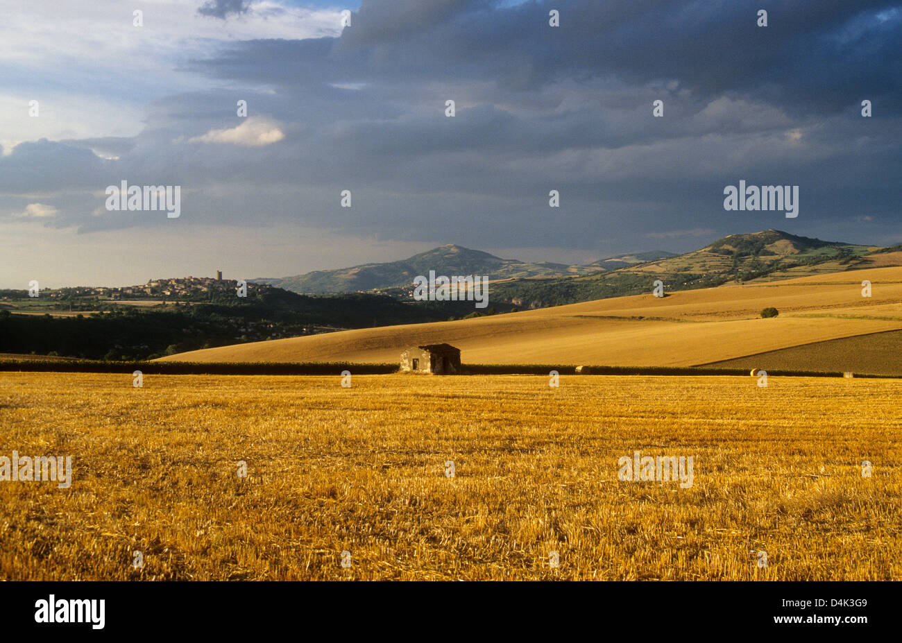 Wheat field, plain of the Limagne. Puy de Dome. Auvergne. France Stock ...