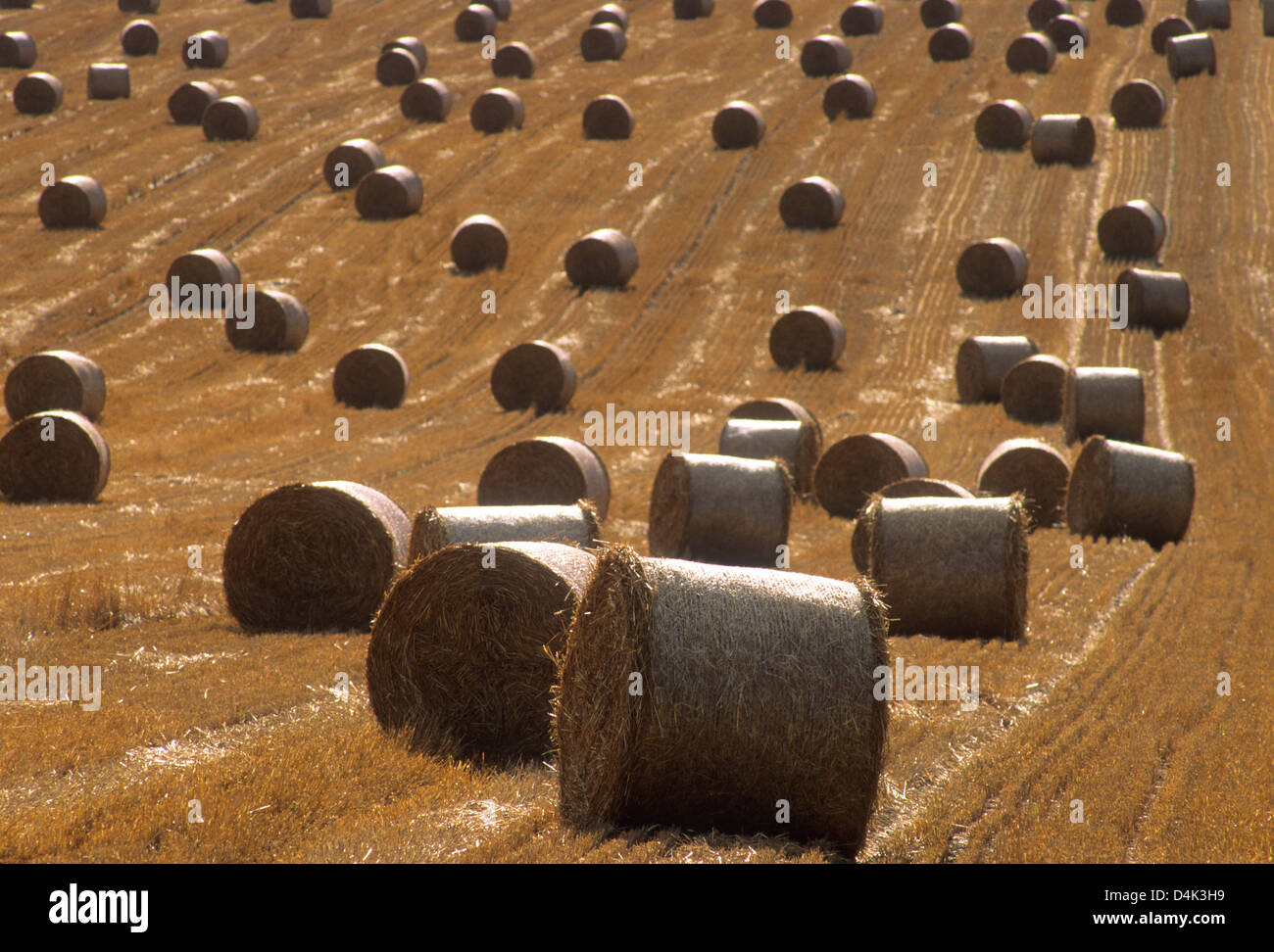 Hay bales in Auvergne, France Stock Photo - Alamy