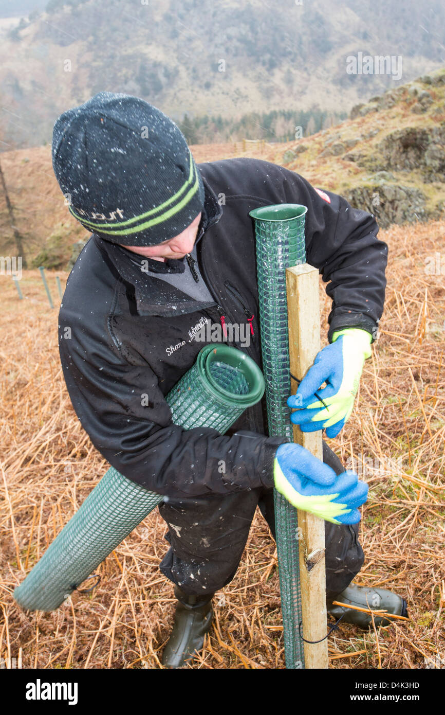 Planting native English trees around the fells above Thirlmere ...