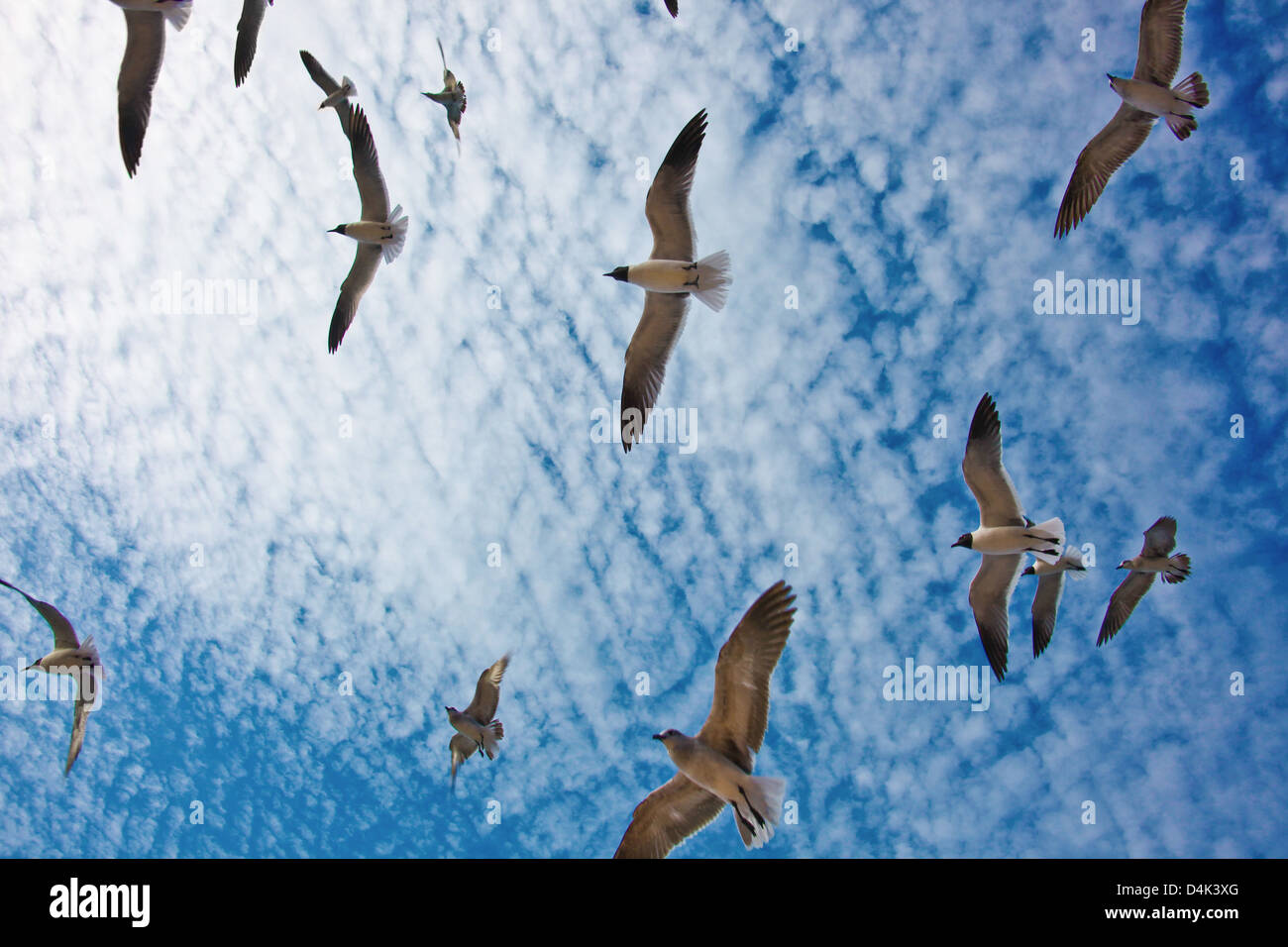 Birds flying in blue sky Stock Photo - Alamy
