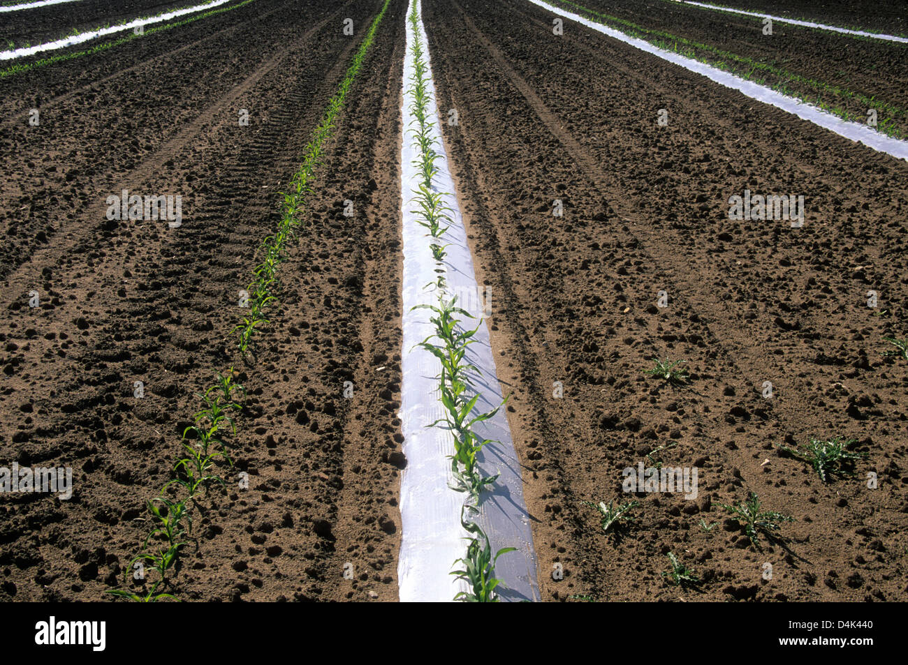Rows of Young Corn Sprouts Growing on Fertile Soil with Plastic Mulch ...