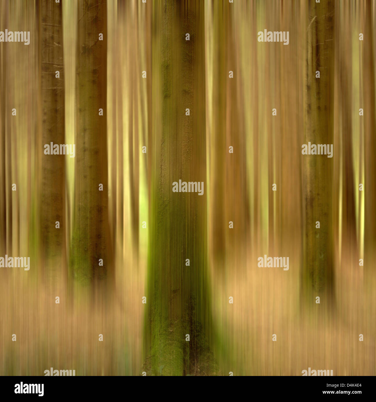 Tree line europe hi-res stock photography and images - Alamy