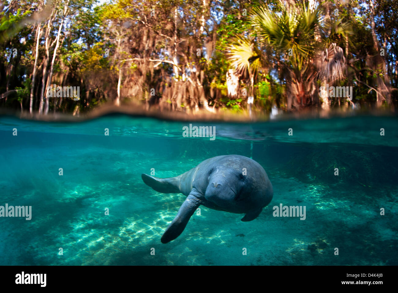 Florida manatee hi-res stock photography and images - Alamy