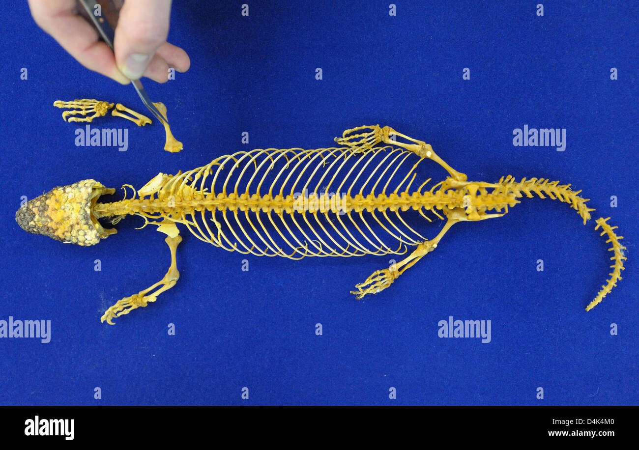The skeleton of a Gila monster (lat.: Heloderma suspectum) captured at ...