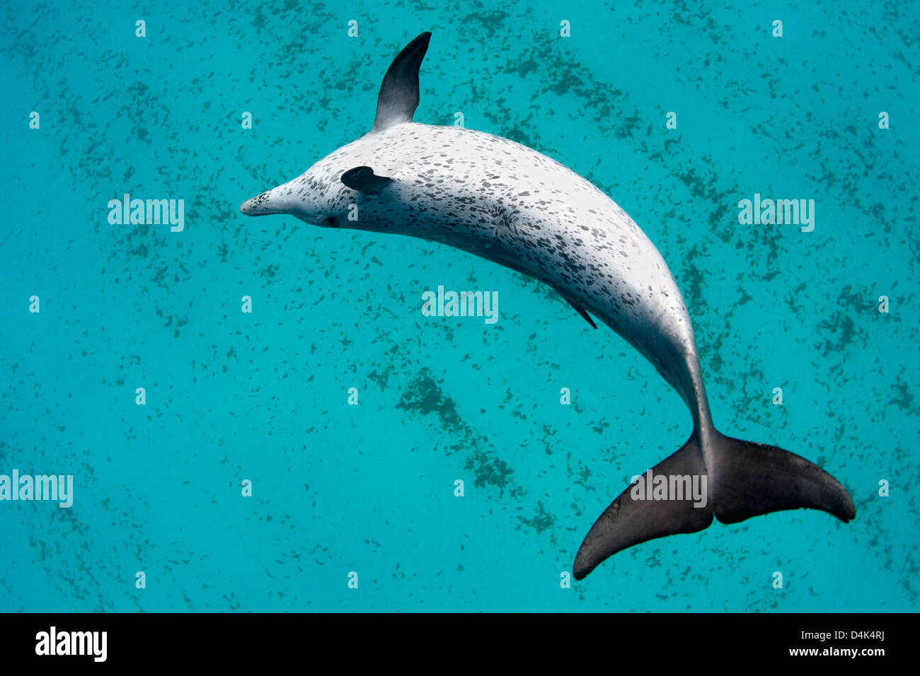 Dolphin swimming in tropical water Stock Photo - Alamy
