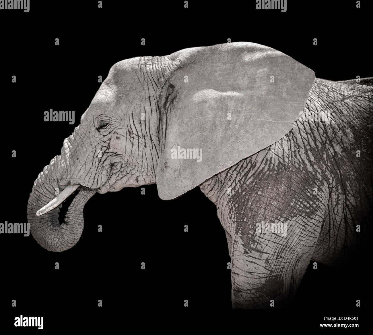 African Elephant portrait Stock Photo - Alamy