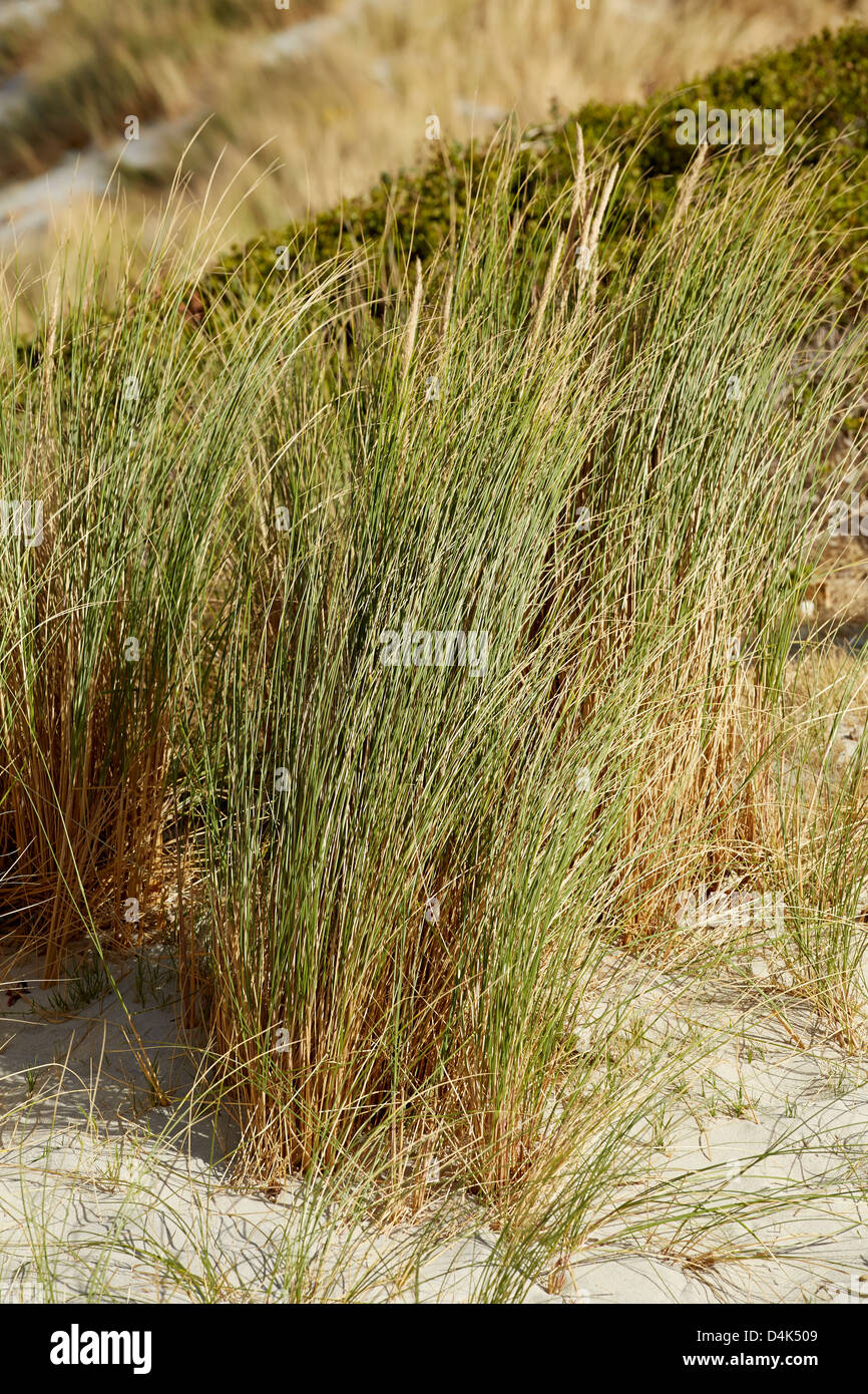 Long grass on the beach Stock Photo - Alamy