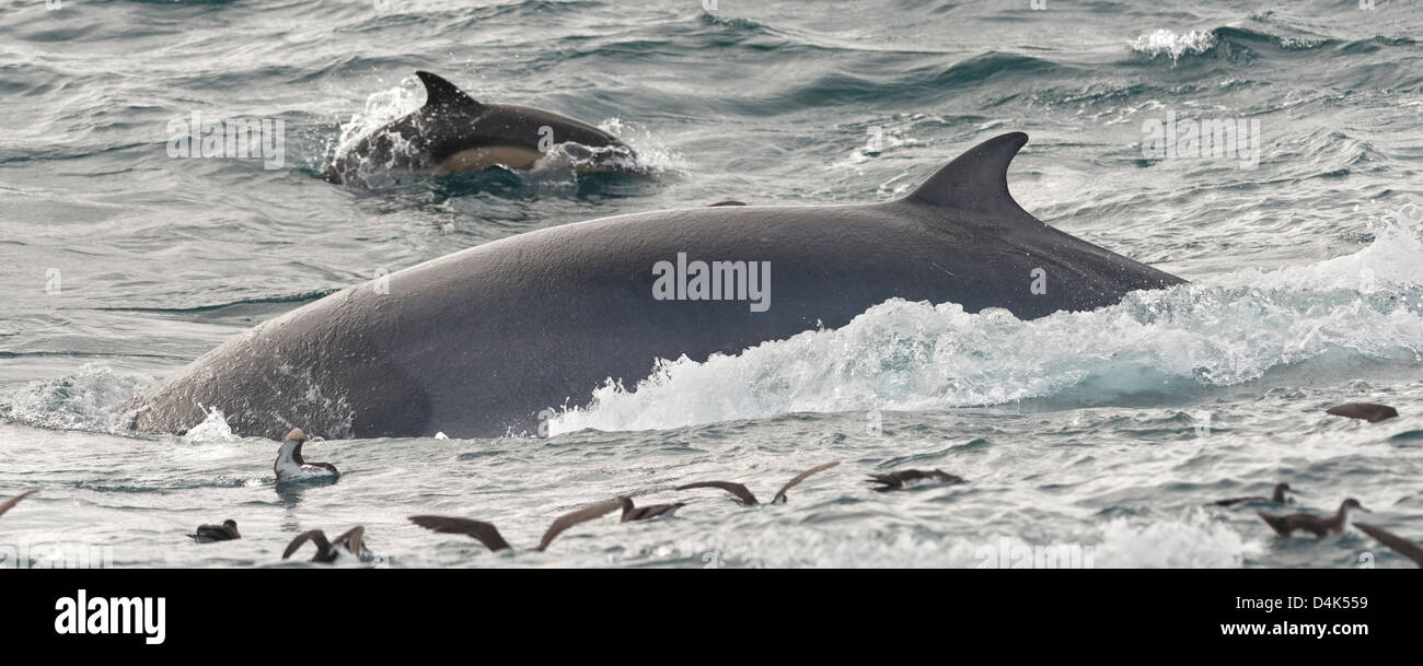 Fin whale hi-res stock photography and images - Alamy
