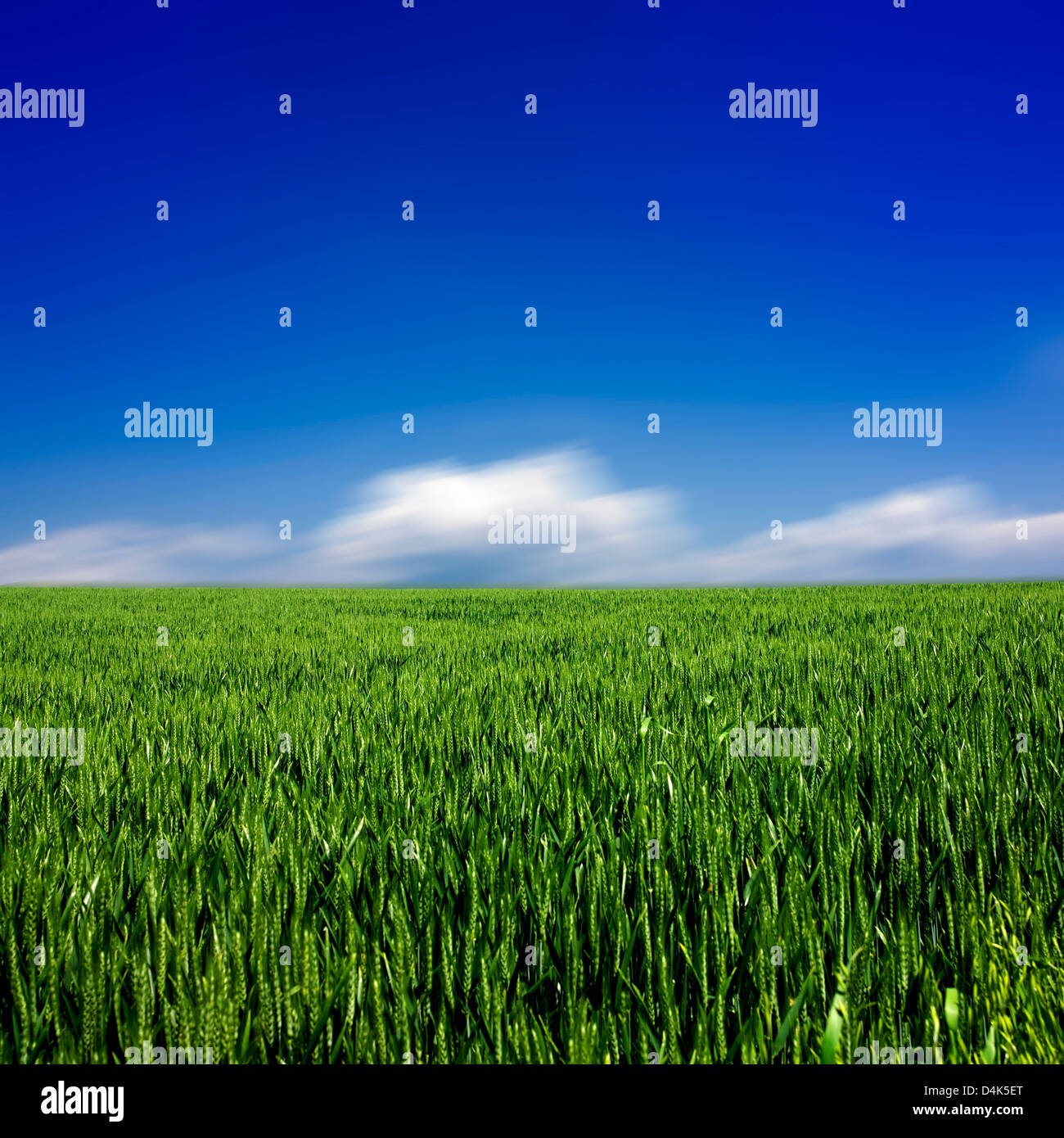 Cereal wheat fields hi-res stock photography and images - Alamy