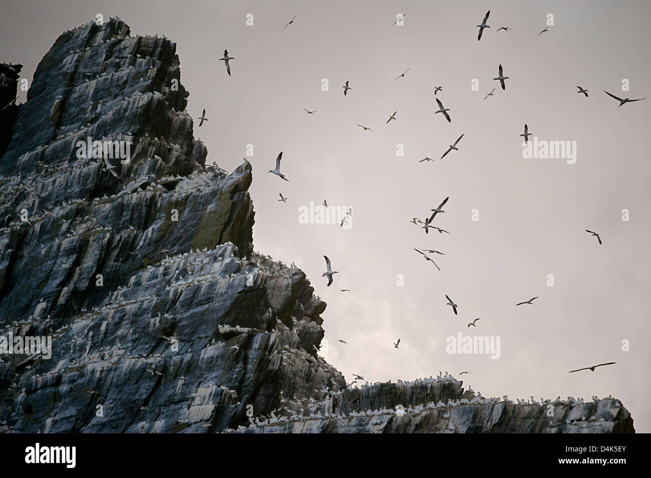 Birds roosting hi-res stock photography and images - Alamy