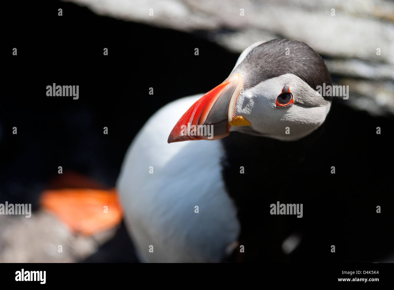 Close up of puffin’s face Stock Photo - Alamy