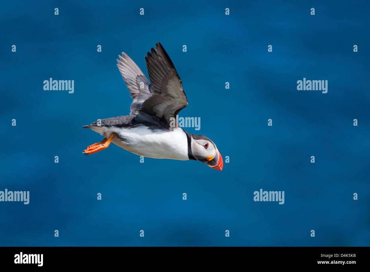 Puffin flying in air Stock Photo - Alamy