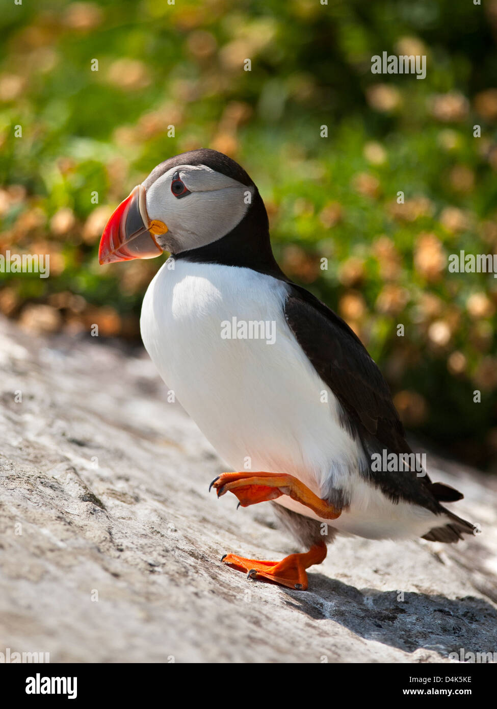 Puffin Bird Walking