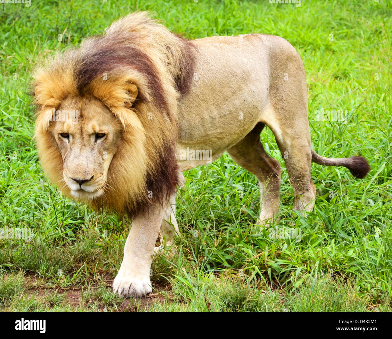 Huge male lion hi-res stock photography and images - Alamy