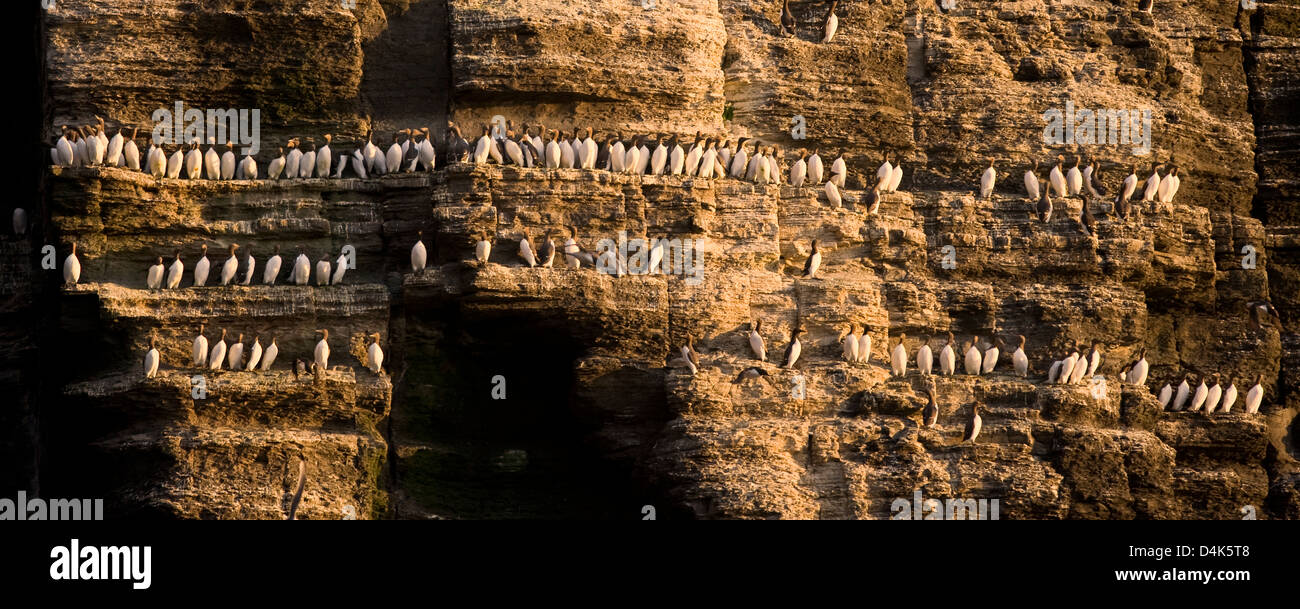Birds roosting hi-res stock photography and images - Alamy