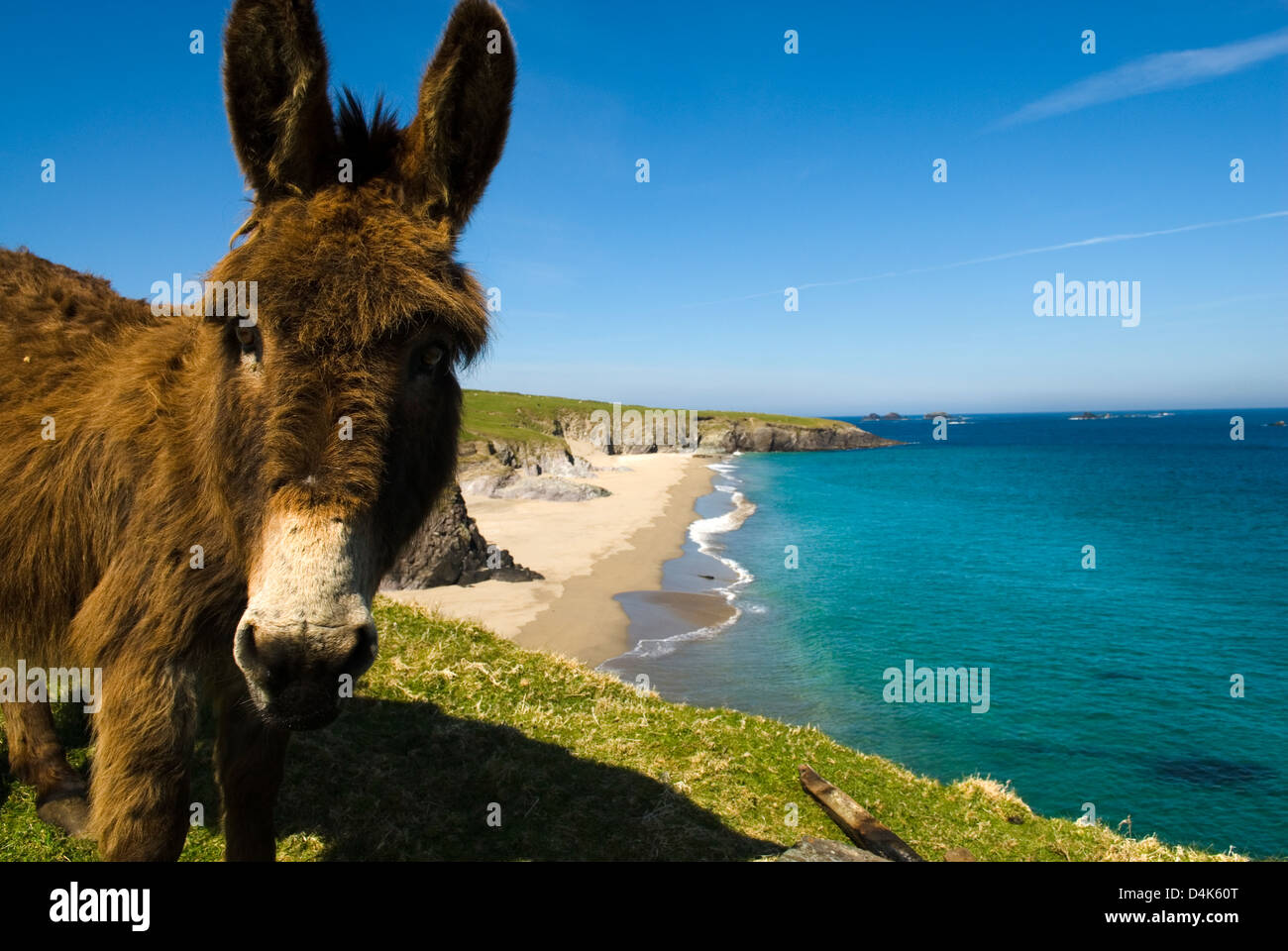 Donkey standing on coastal cliff Stock Photo - Alamy
