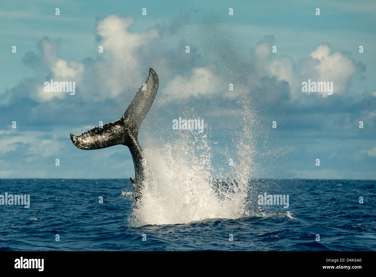 Blue Whale Breaching High Resolution Stock Photography and Images - Alamy