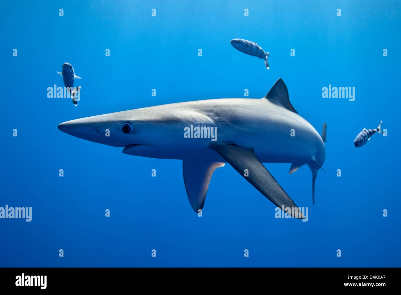 Shark and fish swimming underwater Stock Photo - Alamy