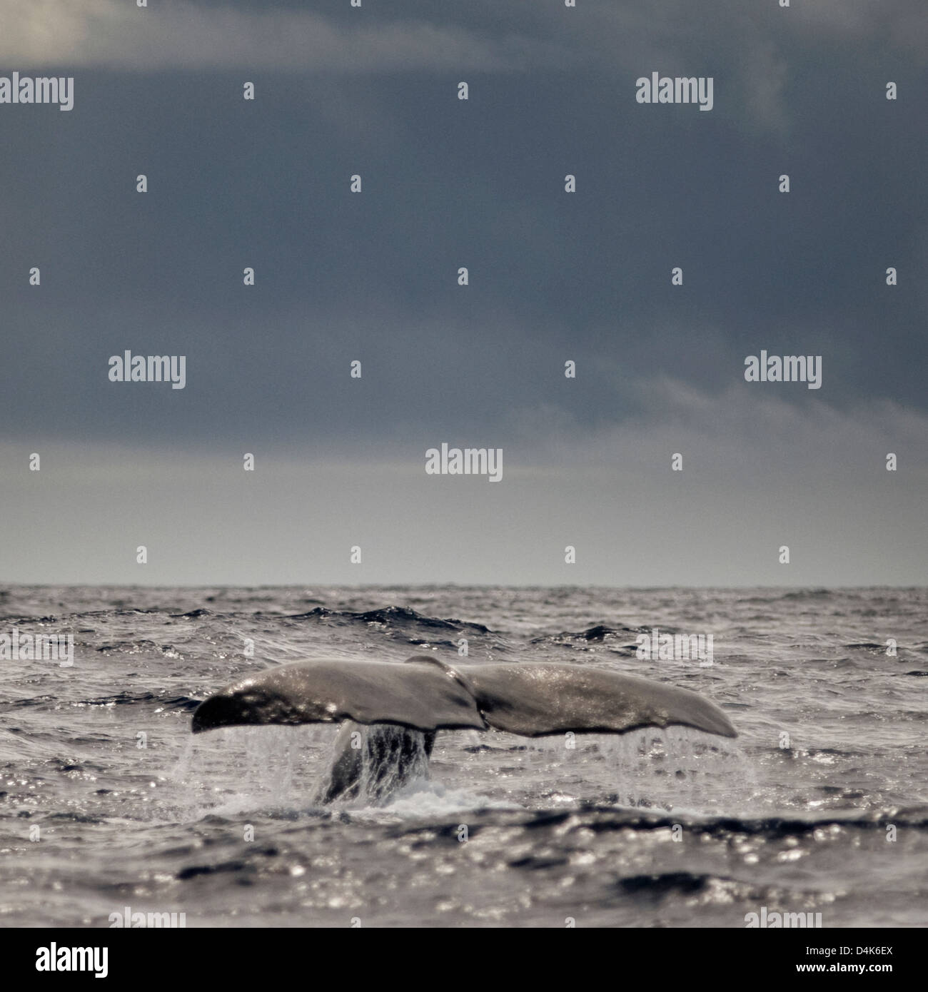 Whale’s tail emerging from water Stock Photo - Alamy