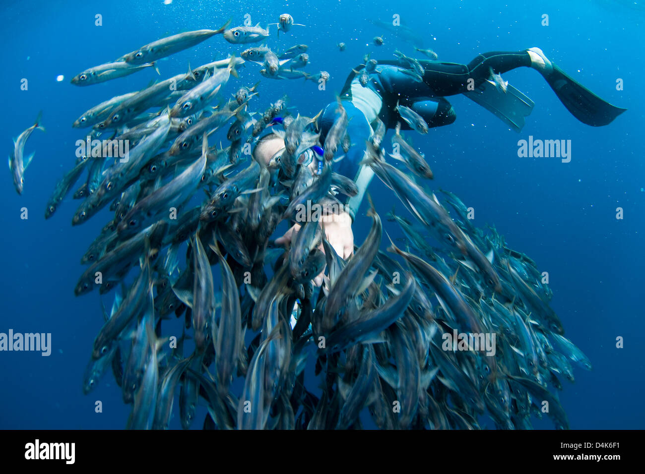 Diver swimming in school of fish Stock Photo - Alamy